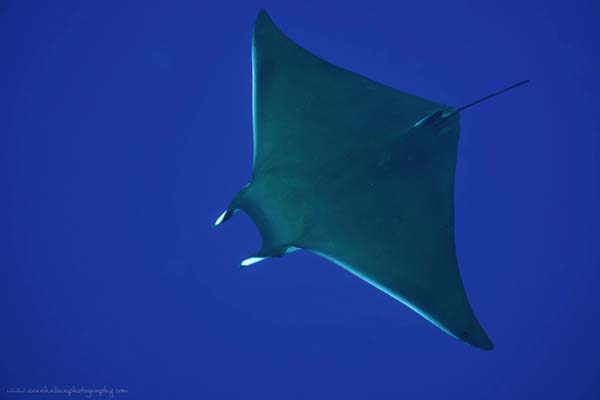 Mobula à longues cornes - A.R.B.R.E