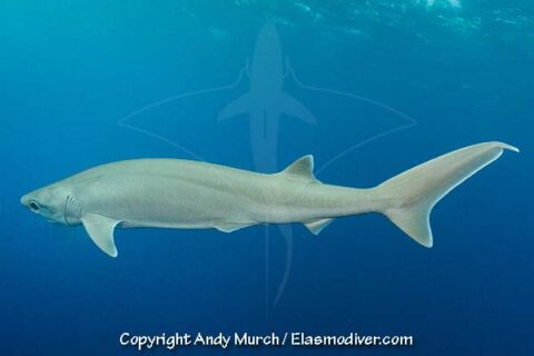 Requin griset - A.R.B.R.E